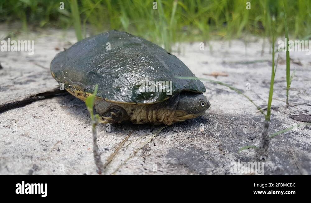 Turtle reserve Stock Videos & Footage - HD and 4K Video Clips - Alamy