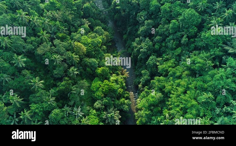 Amazon rainforest aerial bird Stock Videos & Footage - HD and 4K Video ...