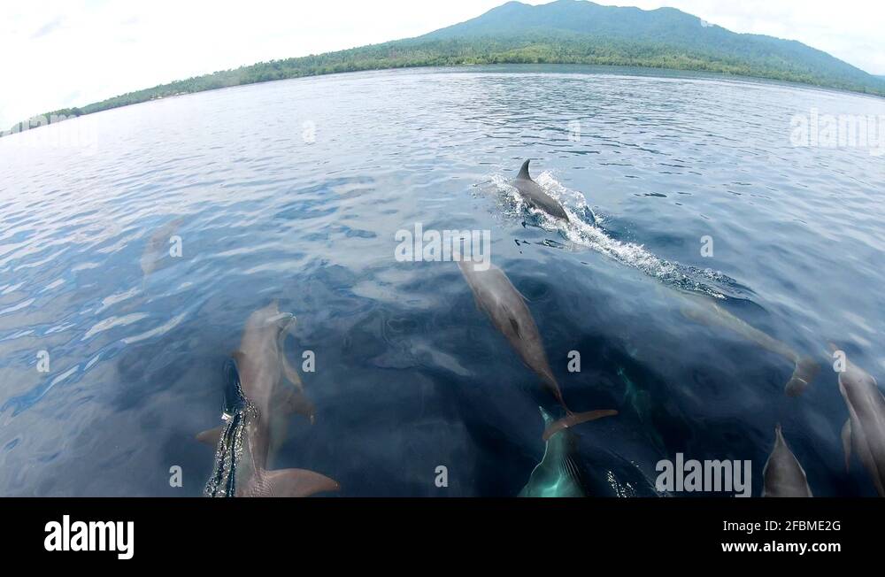 Dolphin riding bow wave Stock Videos & Footage - HD and 4K Video Clips ...