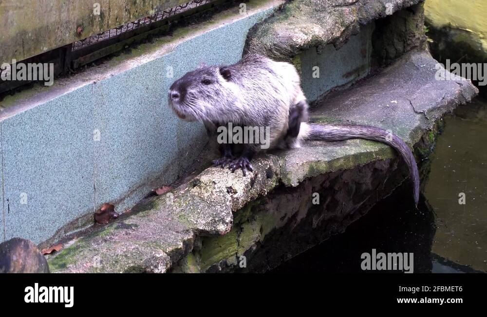 Big rat Stock Videos & Footage - HD and 4K Video Clips - Alamy