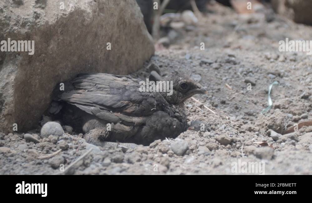 Chicken hole Stock Videos & Footage - HD and 4K Video Clips - Alamy