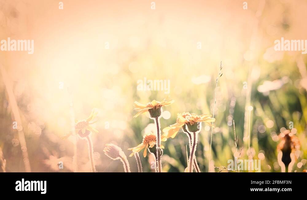 Weeds field Stock Videos & Footage - HD and 4K Video Clips - Alamy