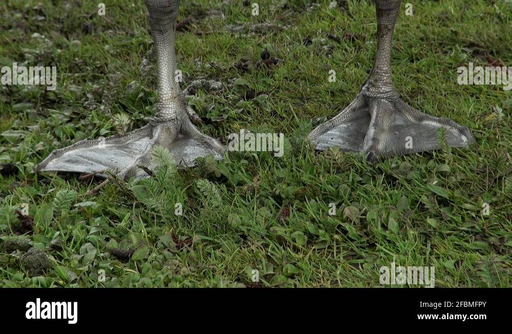 Webbed foot bird Stock Videos & Footage - HD and 4K Video Clips - Alamy