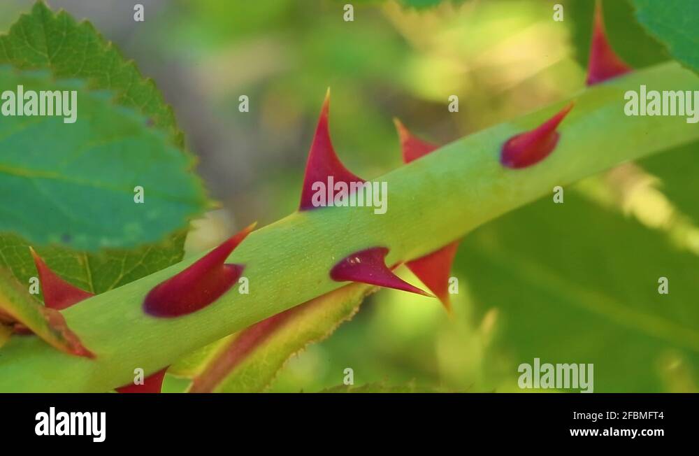 Red rose with thorns Stock Videos & Footage - HD and 4K Video Clips - Alamy