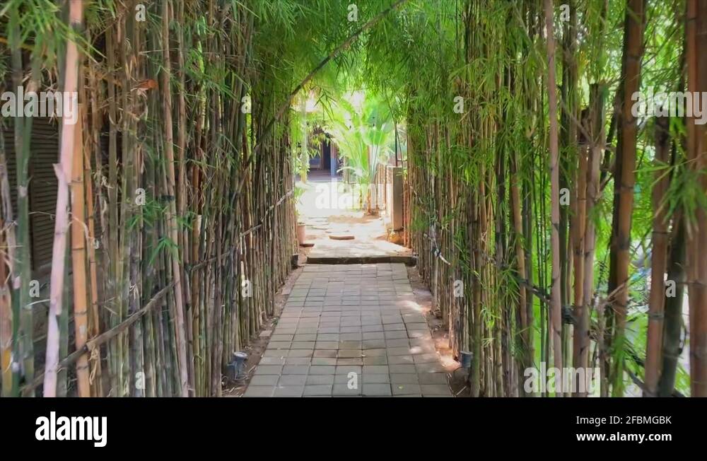 Bamboo corridor Stock Videos & Footage - HD and 4K Video Clips - Alamy