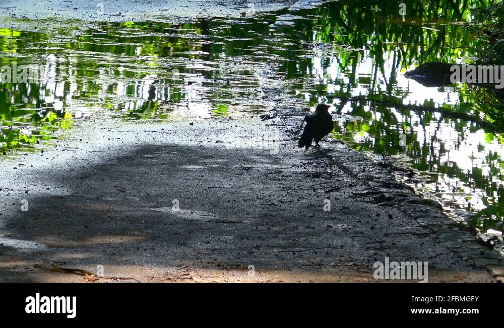 Blackbird washing Stock Videos & Footage - HD and 4K Video Clips - Alamy