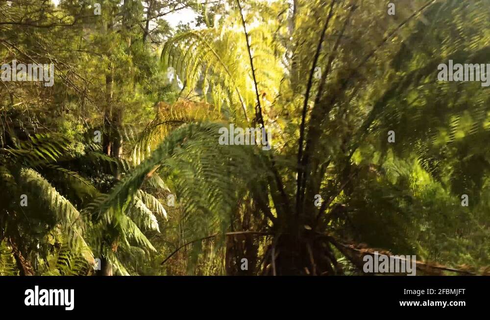 Antarctica forest Stock Videos & Footage - HD and 4K Video Clips - Alamy