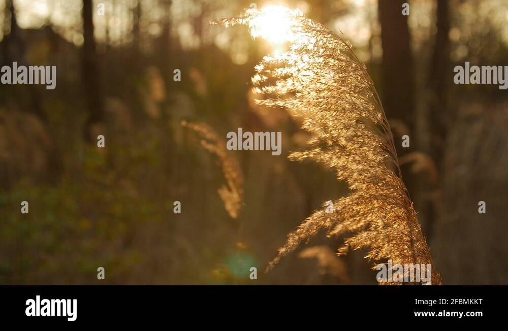 Nature silhouette and light and weather backlight Stock Videos ...