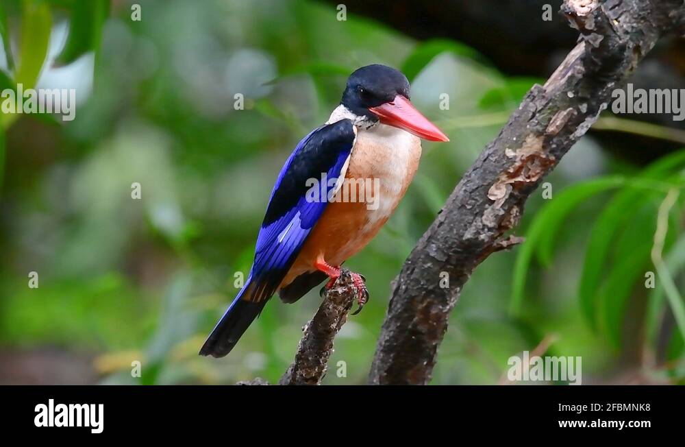 The Black-capped Kingfisher has a candy-like red bill and a black cap ...