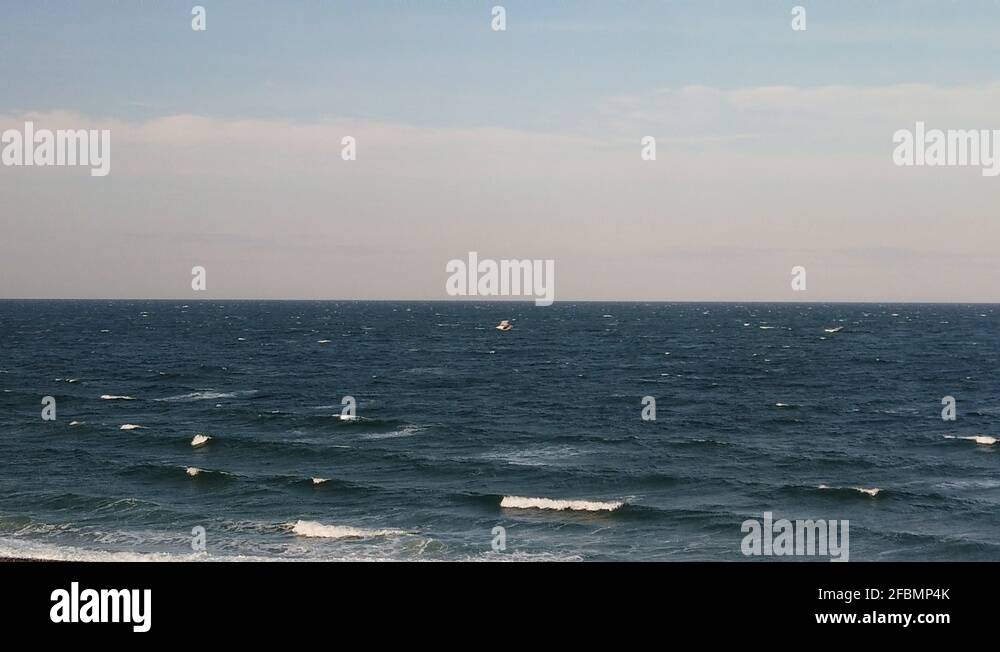 Bad seagull Stock Videos & Footage - HD and 4K Video Clips - Alamy