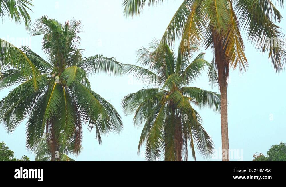 Moonsoon rain Stock Videos & Footage - HD and 4K Video Clips - Alamy