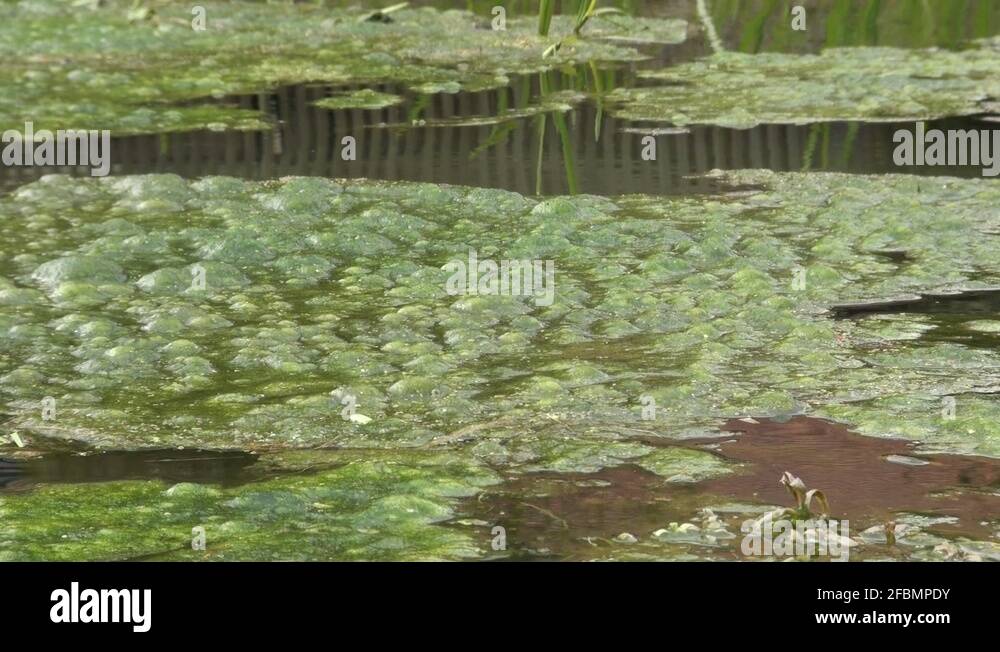 Floating on algae Stock Videos & Footage - HD and 4K Video Clips - Alamy