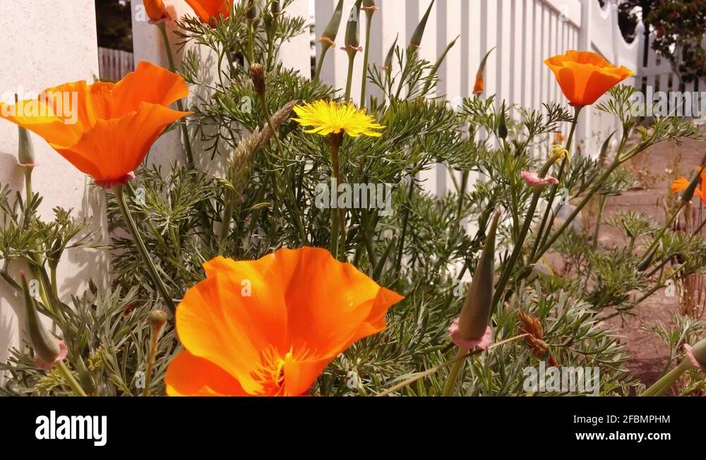 Species Different Stock Videos Footage HD And 4K Video Clips Alamy species-different-stock-videos-footage-hd-and-4k-video-clips-alamy