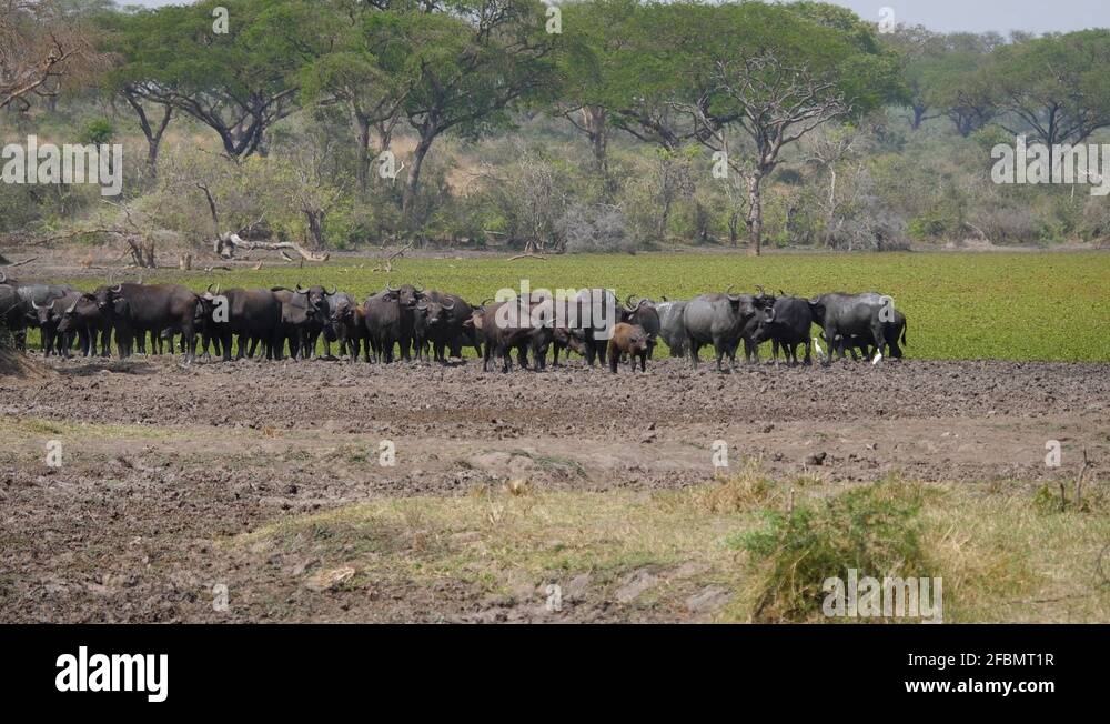 Reserves savanna Stock Videos & Footage - HD and 4K Video Clips - Alamy