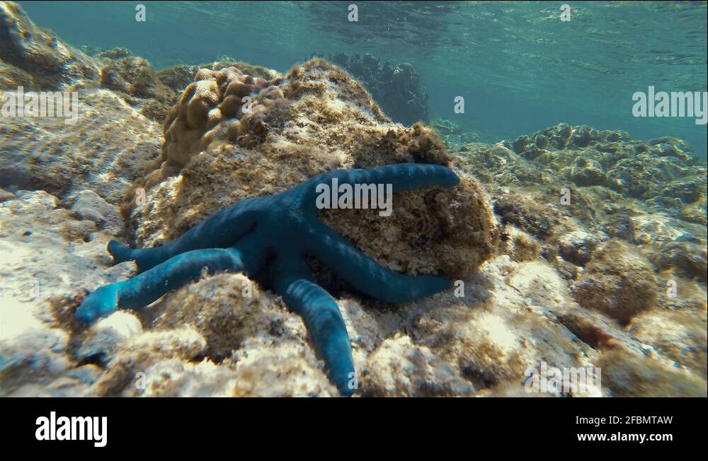 Underwater Timelapse Blue Starfish And Black Sea Cucumber Feeding ...