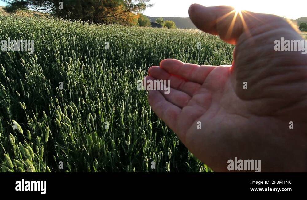 Farm hand Stock Videos & Footage - HD and 4K Video Clips - Alamy