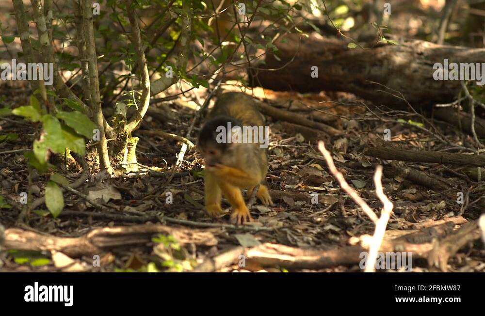 Monkey walking Stock Videos & Footage - HD and 4K Video Clips - Alamy