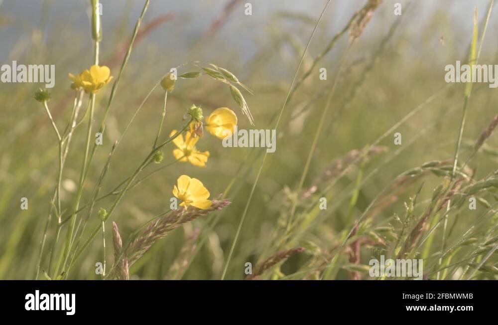 British meadow flowers Stock Videos & Footage - HD and 4K Video Clips ...