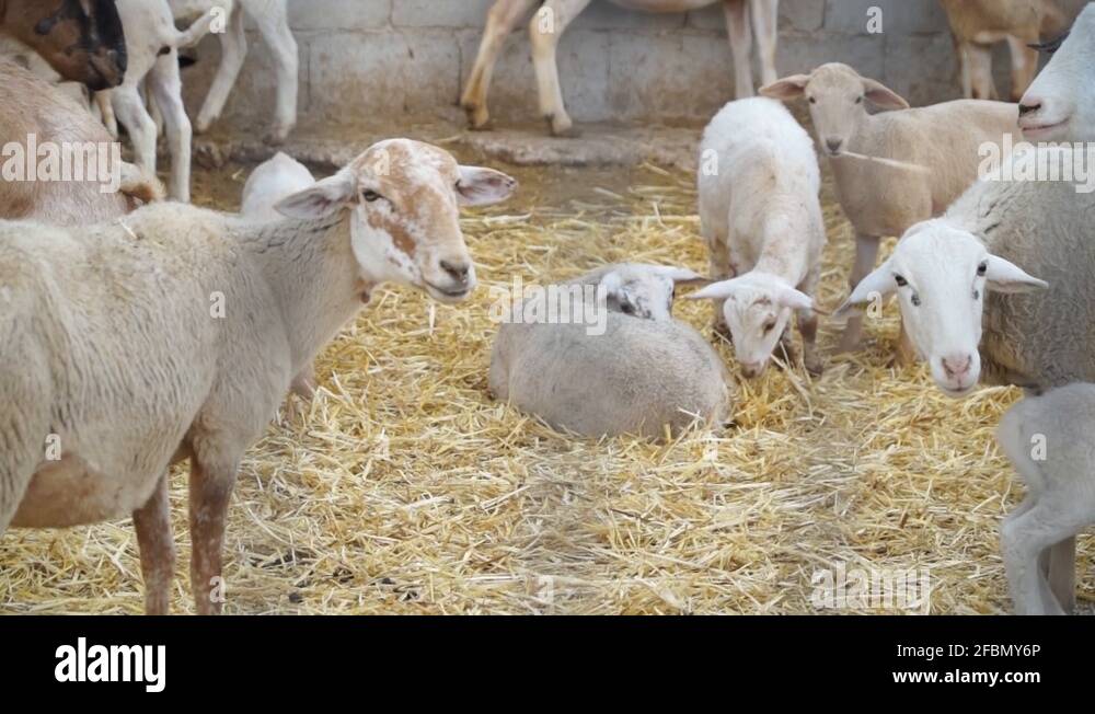 Farmyard animals Stock Videos & Footage - HD and 4K Video Clips - Alamy
