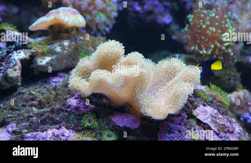 Soft coral alcyoniidae Stock Videos & Footage - HD and 4K Video Clips ...