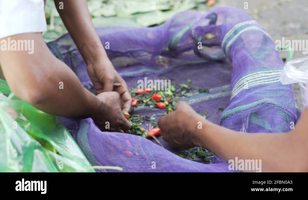 Indian vegetable market life, segregation of king green spicy chillies ...