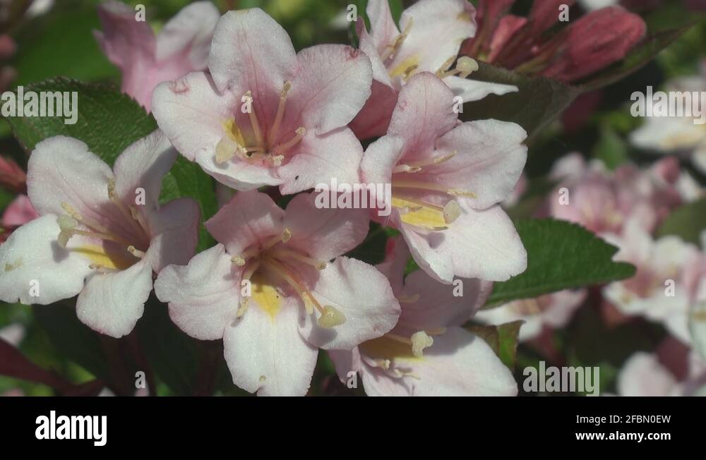 Flowering weigela Stock Videos & Footage - HD and 4K Video Clips - Alamy