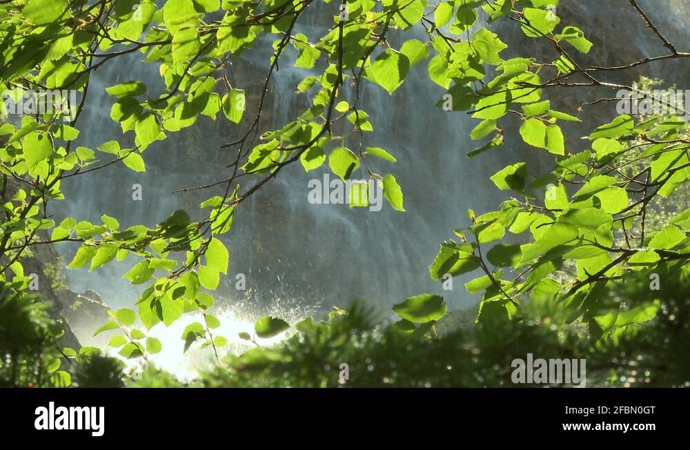 Leaf Canopy Stock Videos And Footage Hd And 4k Video Clips Alamy