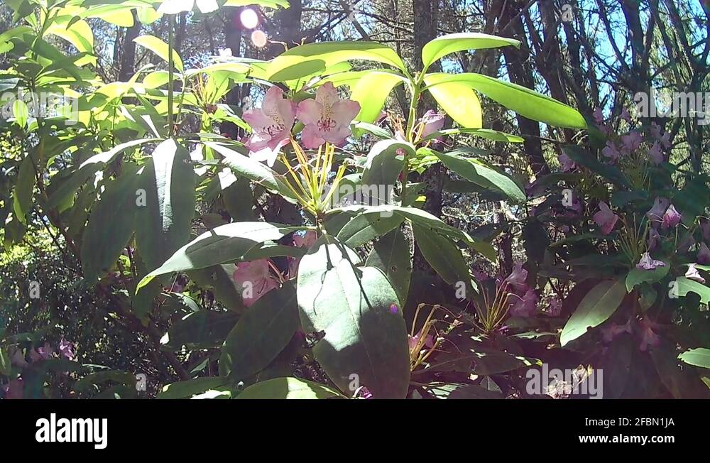 Aroma can Stock Videos & Footage - HD and 4K Video Clips - Alamy
