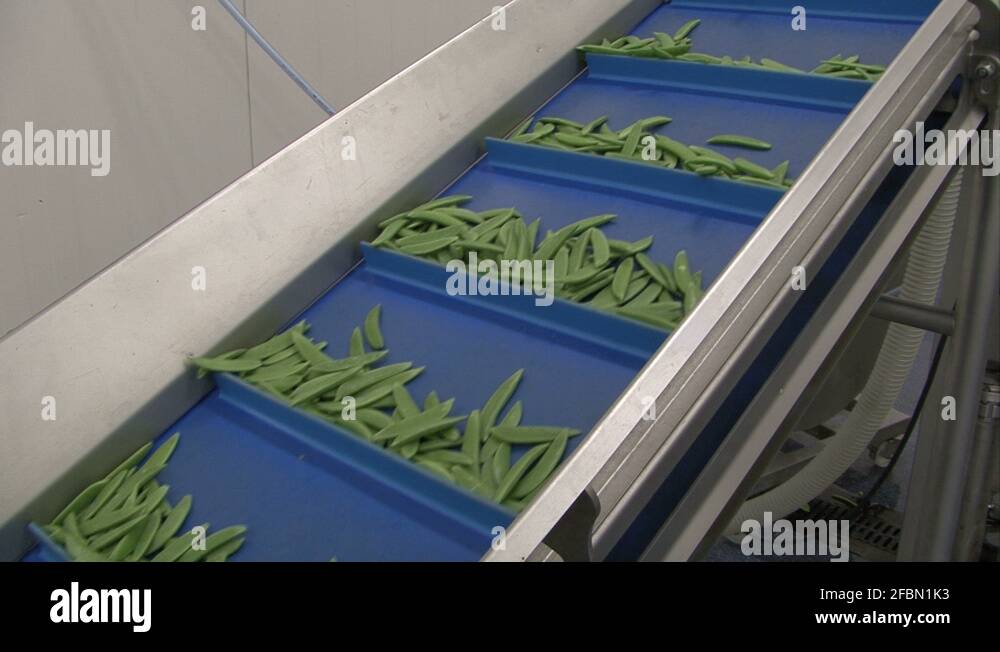 Green beans production Stock Videos & Footage - HD and 4K Video Clips ...