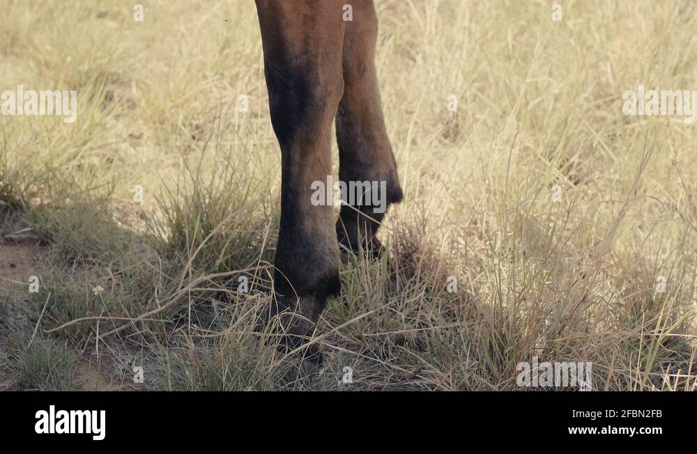 Legs standing front view Stock Videos & Footage - HD and 4K Video Clips ...