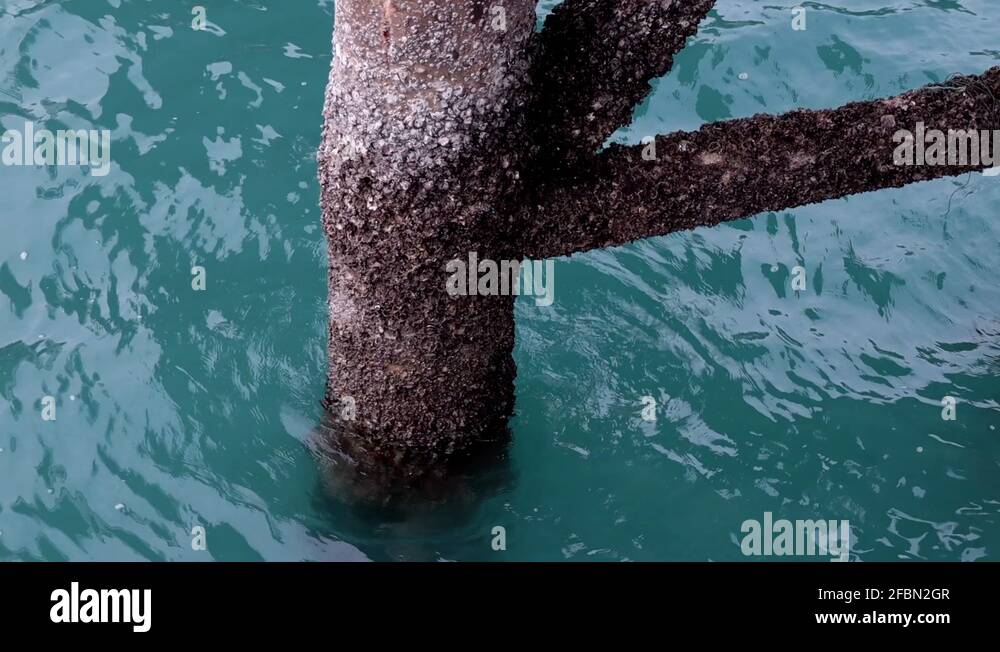 Seashell fishing Stock Videos & Footage - HD and 4K Video Clips - Alamy