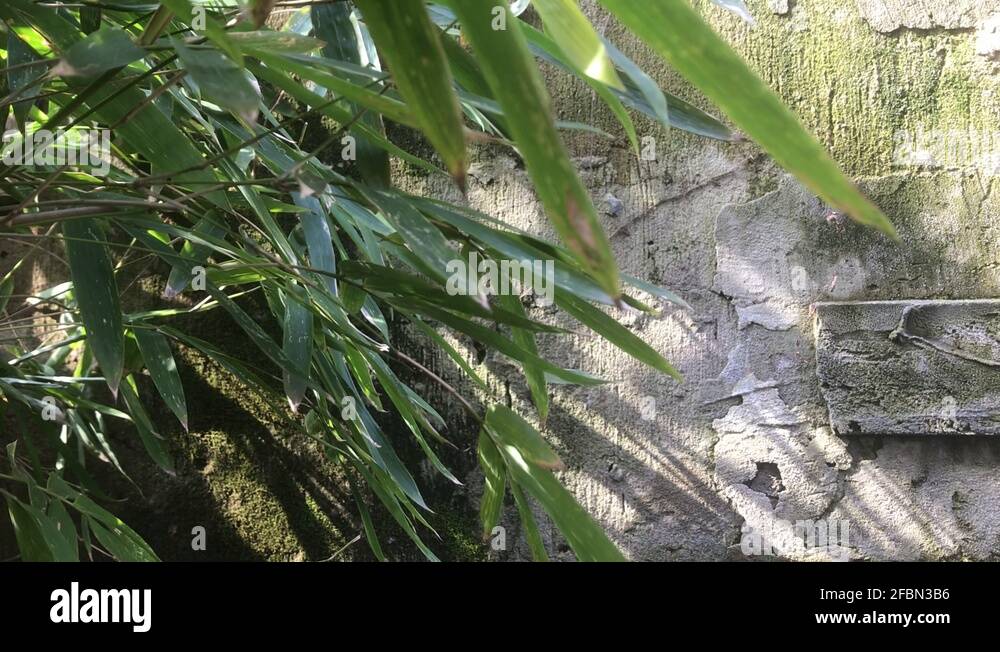 Bamboo stick structure Stock Videos & Footage - HD and 4K Video Clips ...