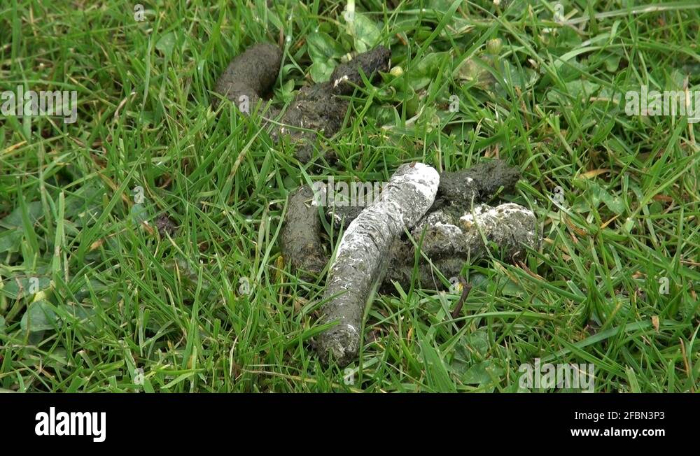 Got poo Stock Videos & Footage - HD and 4K Video Clips - Alamy