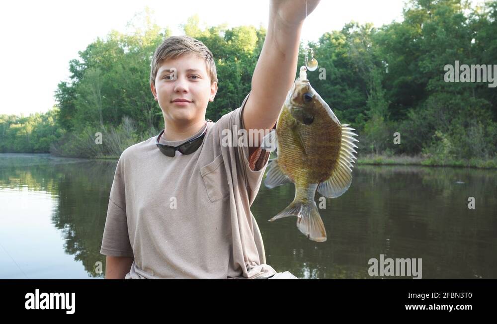 Bluegill freshwater fish Stock Videos & Footage - HD and 4K Video Clips ...