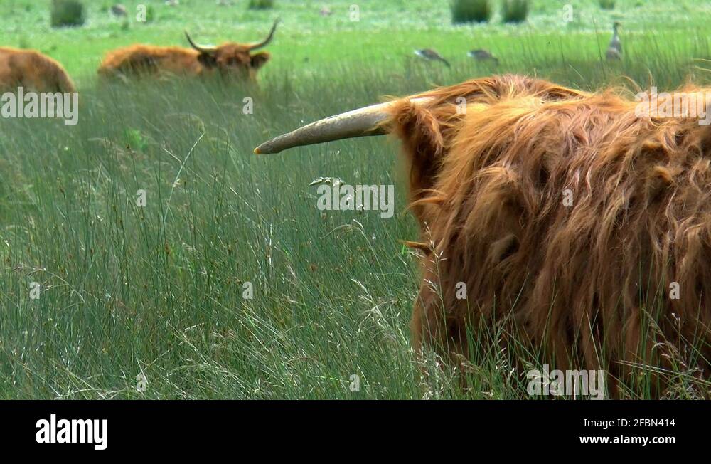 A grazing highland cow looks startled behind him Stock Video Footage ...