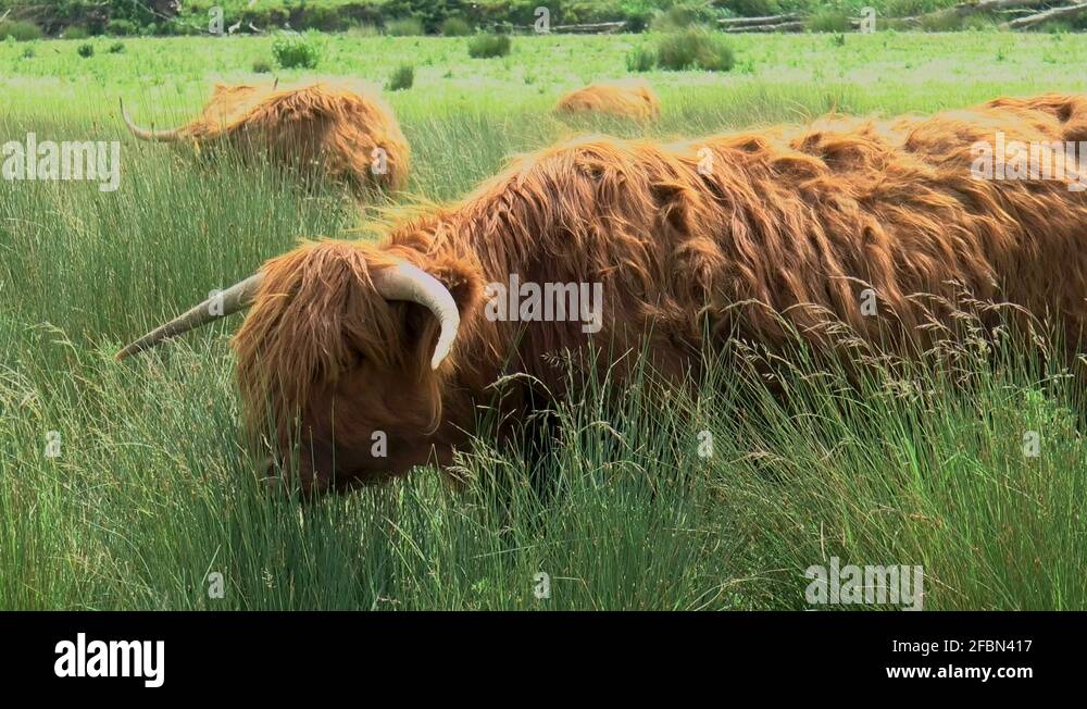 Cow looks up Stock Videos & Footage - HD and 4K Video Clips - Alamy