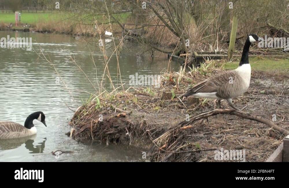 Goose walking Stock Videos & Footage - HD and 4K Video Clips - Alamy