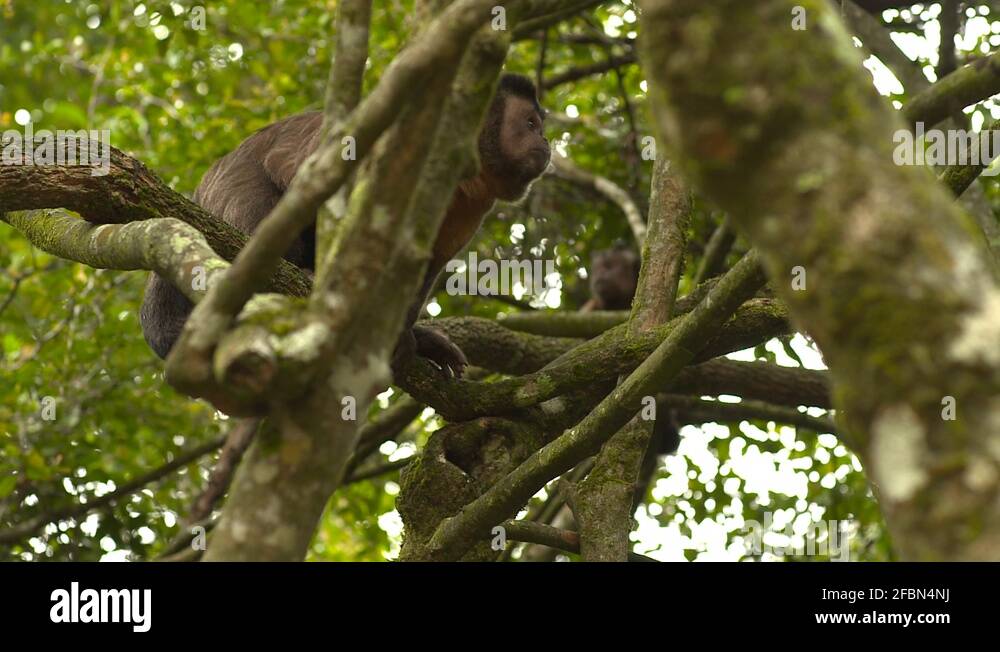 Monkey on tree Stock Videos & Footage - HD and 4K Video Clips - Alamy