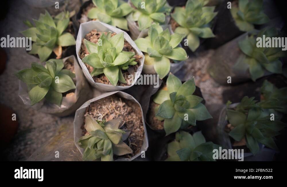 Growth patterns in plants Stock Videos & Footage - HD and 4K Video ...