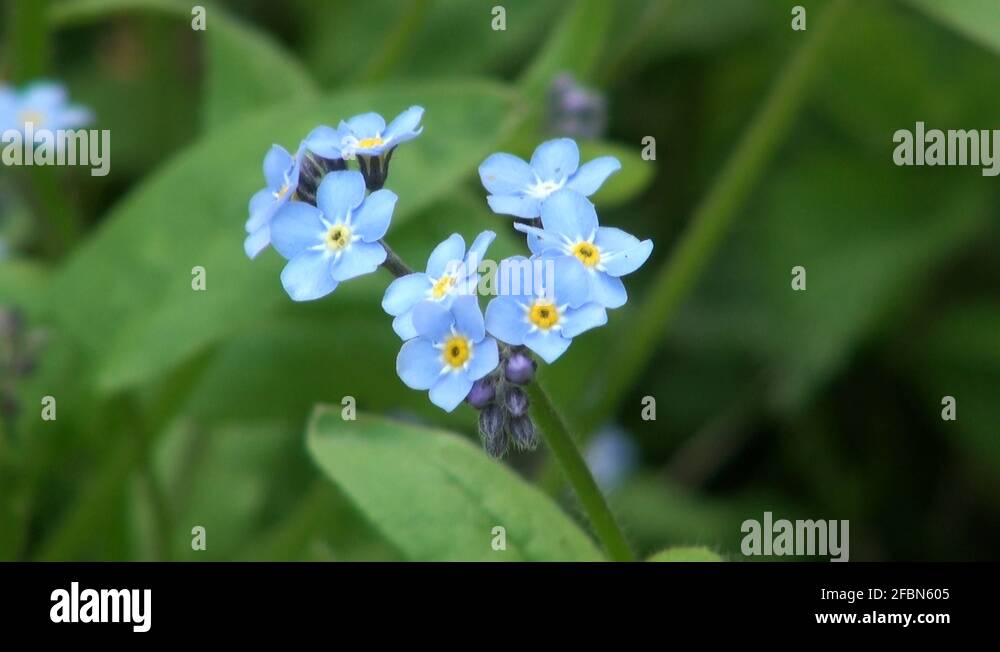 Forget me not container Stock Videos & Footage - HD and 4K Video Clips ...