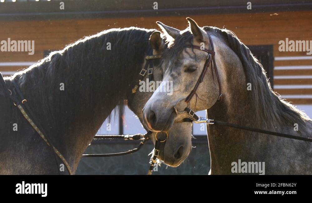 Arab stallions Stock Videos & Footage - HD and 4K Video Clips - Alamy