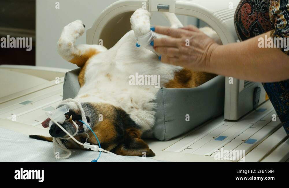 Supine hospital Stock Videos & Footage - HD and 4K Video Clips - Alamy