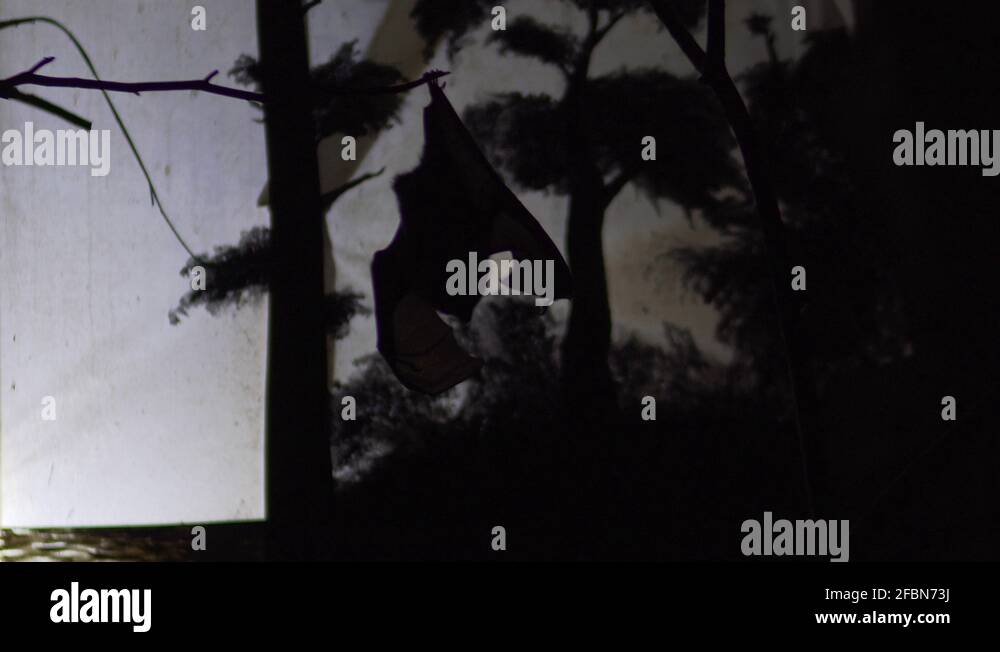 Flying fox night Stock Videos & Footage - HD and 4K Video Clips - Alamy