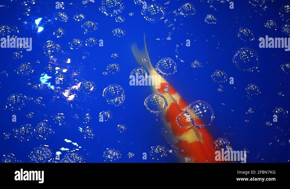 Competition for fish Stock Videos & Footage - HD and 4K Video Clips - Alamy