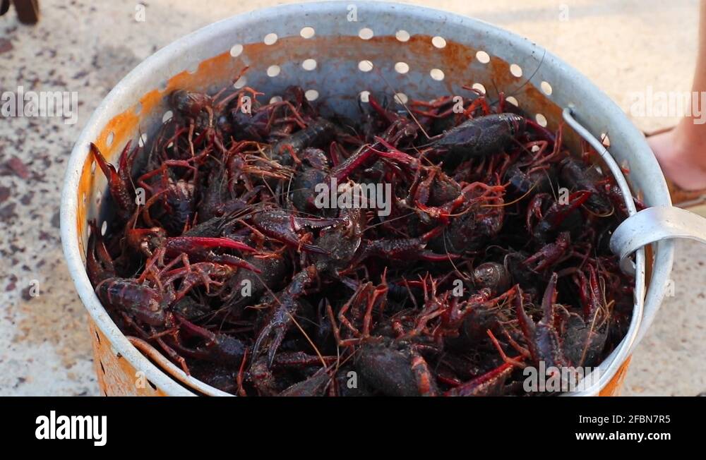 Invasive crayfish Stock Videos & Footage - HD and 4K Video Clips - Alamy
