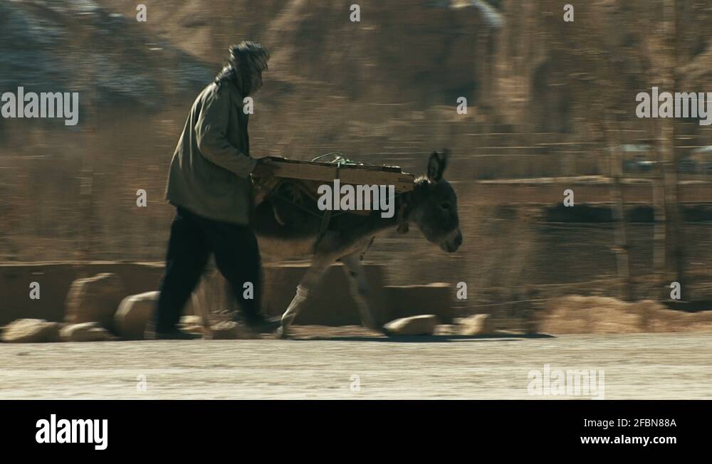 Man walking donkey Stock Videos & Footage - HD and 4K Video Clips - Alamy