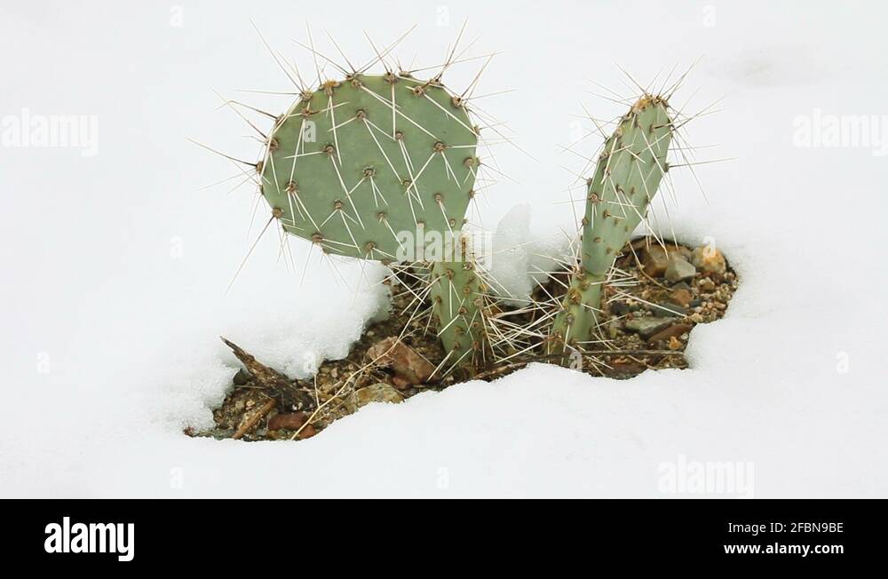 Snow cactus Stock Videos & Footage - HD and 4K Video Clips - Alamy