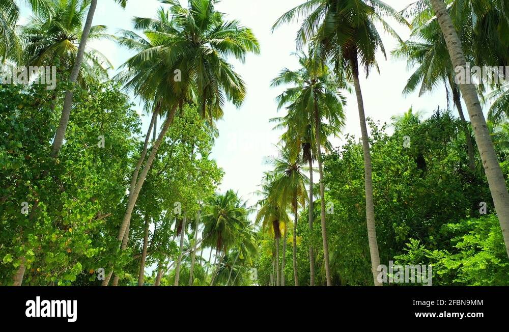 Looking tilted up a avenues of palm trees in a plam forest. On an ...