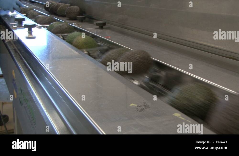 Avocados box Stock Videos & Footage - HD and 4K Video Clips - Alamy