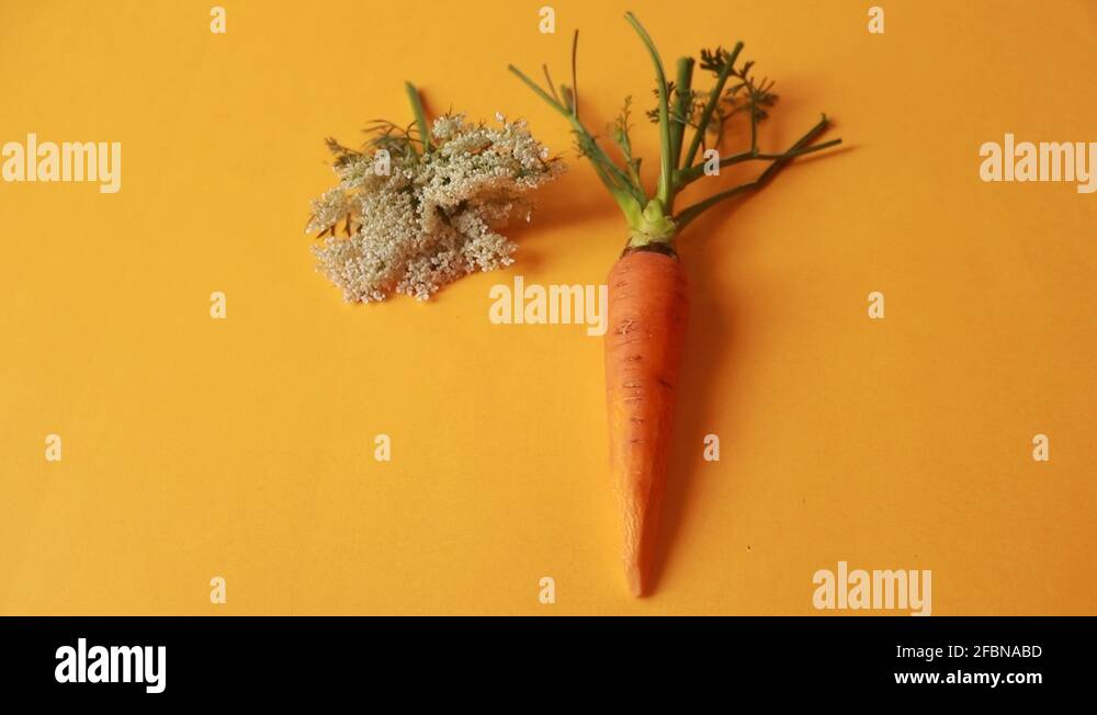 Fresh raw yellow carrot Stock Videos & Footage - HD and 4K Video Clips ...